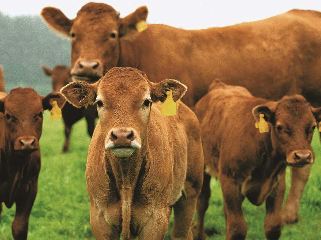 Novel Immunostimulant Adds Value to Bovine Respiratory Disease ...