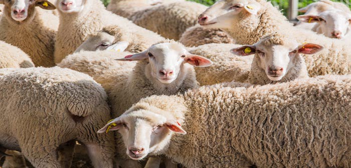 New smart sensor to help farmers spot lameness in sheep - Animal Health ...