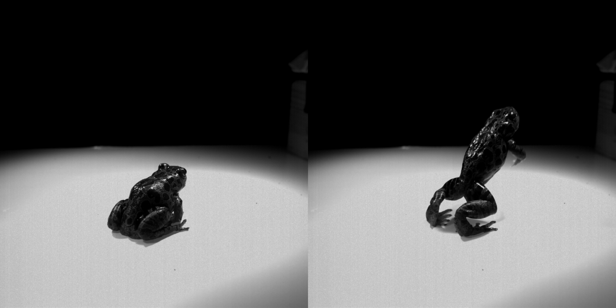 Made for the long jump: RVC study reveals how frogs use their unique ...