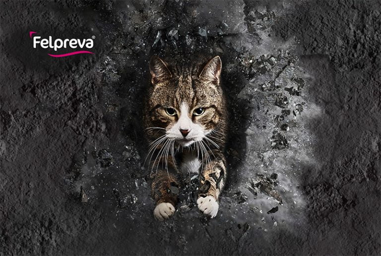 Make parasite control simple with Felpreva® - Animal Health Media Journal